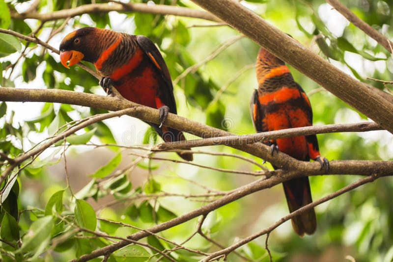 The Dusky Lory or the White-rumped Lory or the Dusky-orange Lory ...
