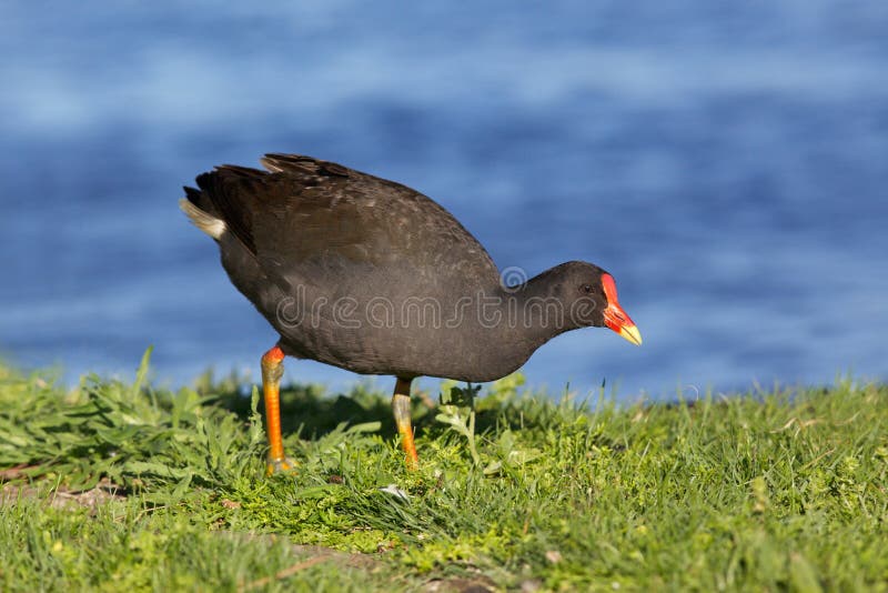 Australian moorhen stock photo. Image of small, melbourne - 31996468
