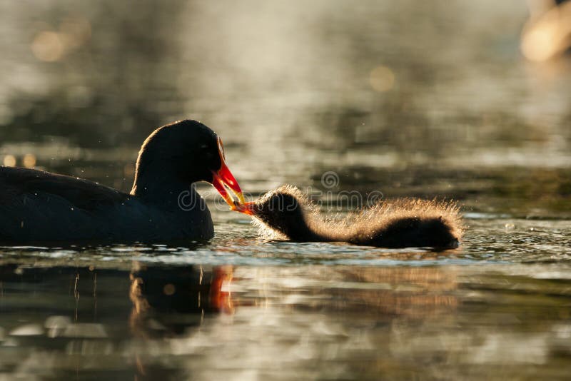 Dusky Moorhen chick stock image. Image of nature, alone - 19621485