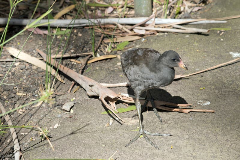 137 Dusky Moorhen Chick Stock Photos - Free & Royalty-Free Stock Photos ...