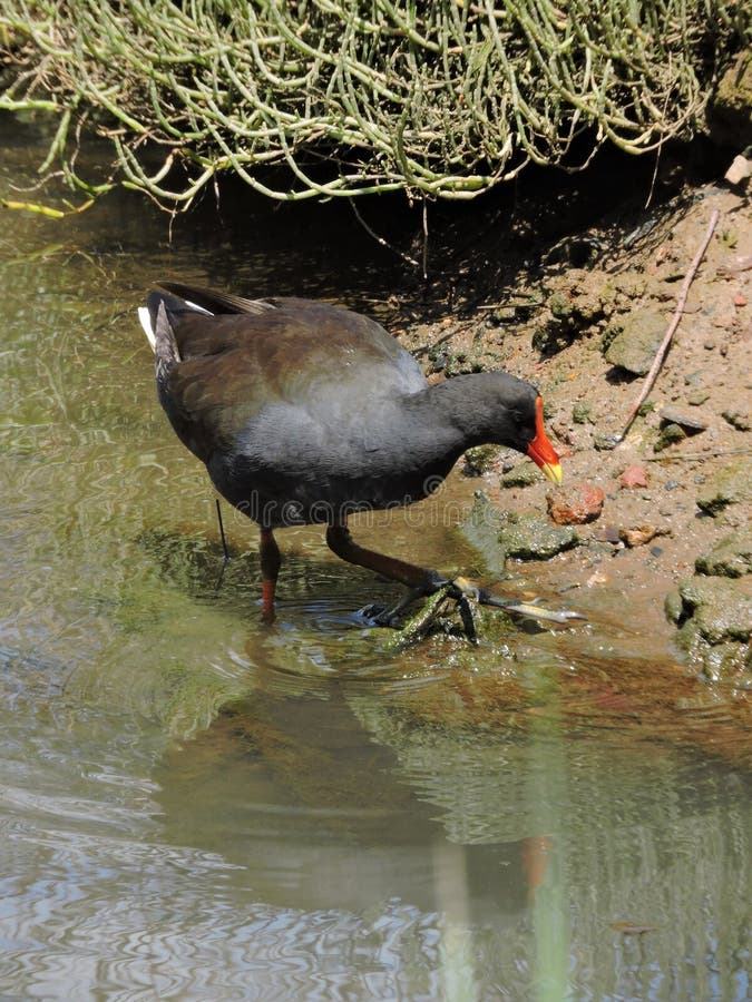Australian moorhen stock photo. Image of small, melbourne - 31996468