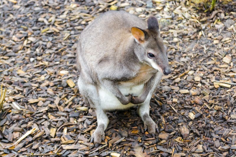 Dusky Pademelon or Dusky Wallaby on the Ground Stock Photo - Image of ...