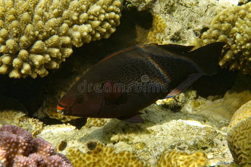 Dusky Parrotfish is Underwater Stock Photo - Image of colony, aquatic ...