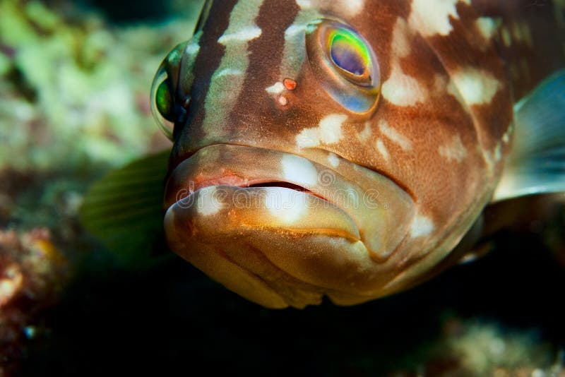 Dusky Perch (Grouper) stock image. Image of grouper, fish - 9074831