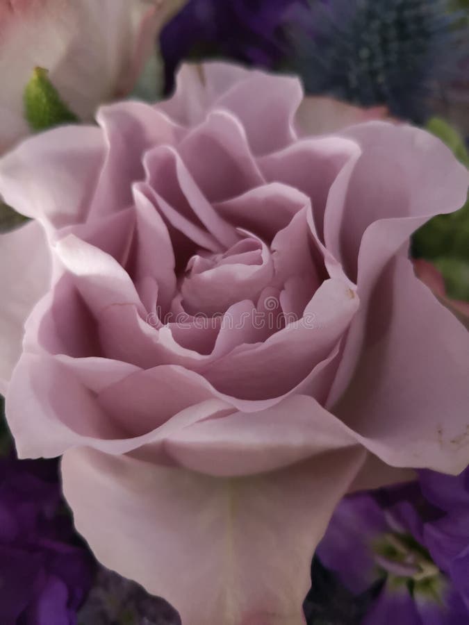 Dusky pink open rose stock photo. Image of bouquet, pink - 181711410