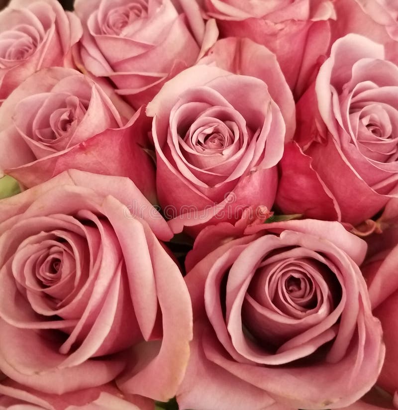 Dusky Pink Roses stock photo. Image of flower, valentine - 224285502