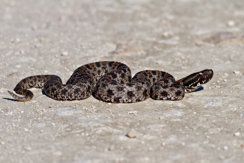 Dusky Pygmy Rattlesnake stock image. Image of rattlesnake - 27372127