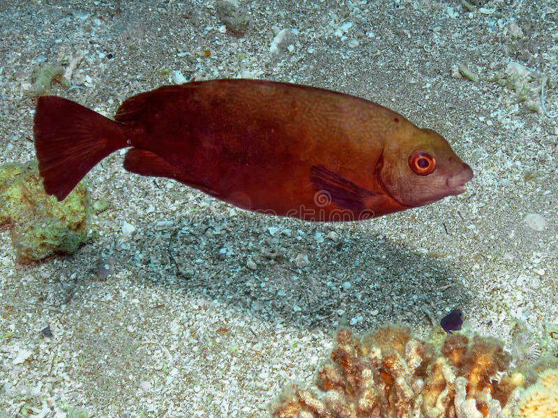 A Dusky Rabbitfish Siganus Luridus in the Red Sea Stock Image - Image ...