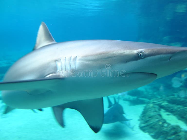 318 Turn Shark Stock Photos - Free & Royalty-Free Stock Photos from ...