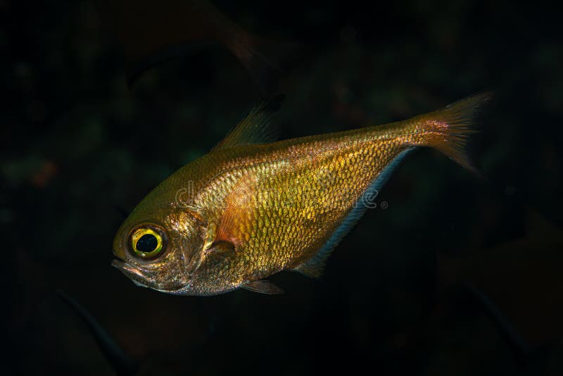 Dusky Sweeper Silvery Brass Fish Stock Image - Image of aquatic, nature ...