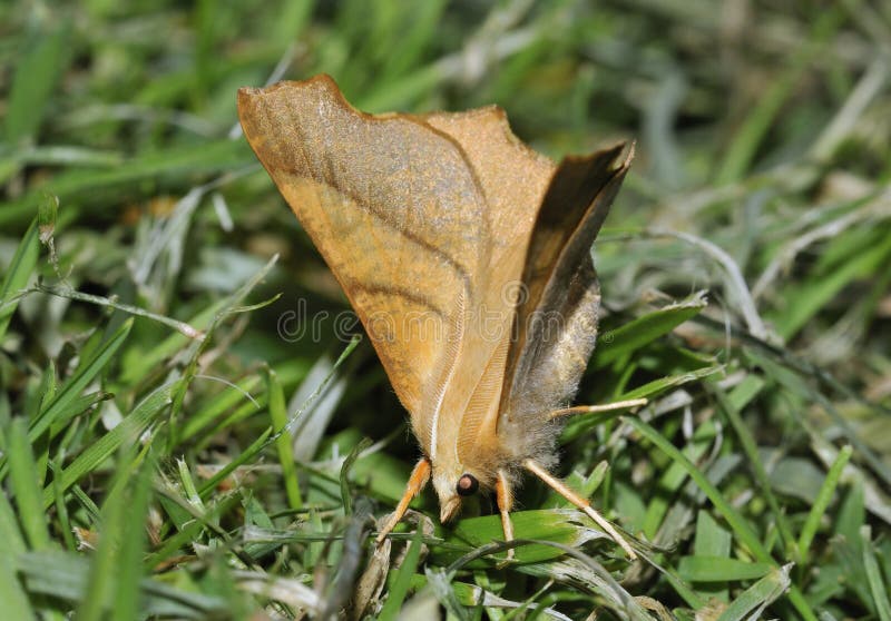 Dusky Thorn Moth stock photo. Image of insect, wings - 33334436