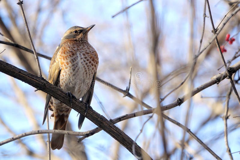 Dusky Thrush stock photo. Image of bird, branch, animals - 106145104