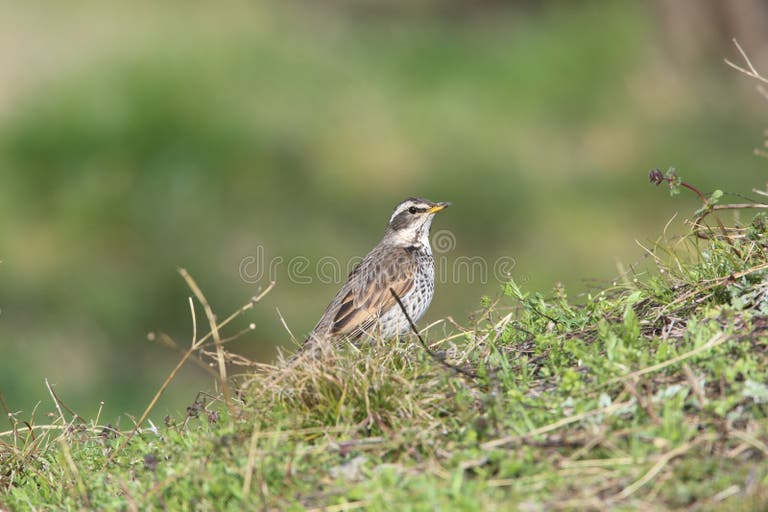 Dusky thrush stock image. Image of thrush, early, pictured - 51724821