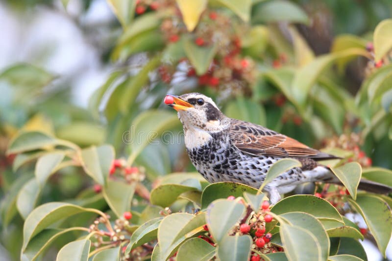 Dusky thrush stock image. Image of natural, feather, tree - 38370657