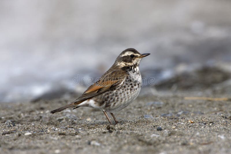 Dusky Thrush, Turdus Naumanni Stock Image - Image of emberizidae, finch ...