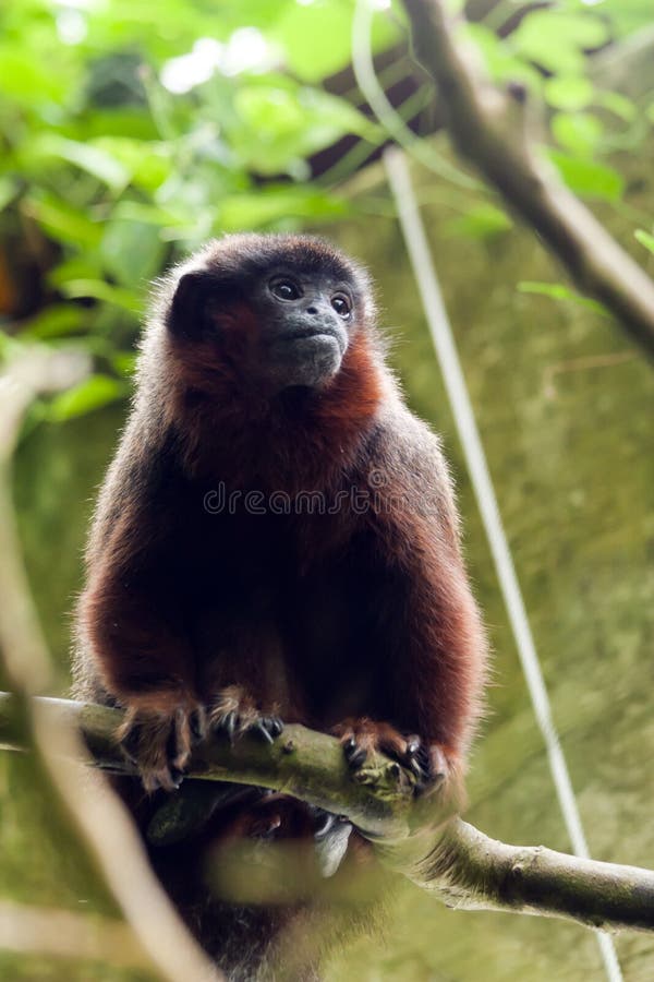 Dusky Titi Monkey stock image. Image of mammal, branch - 18468895