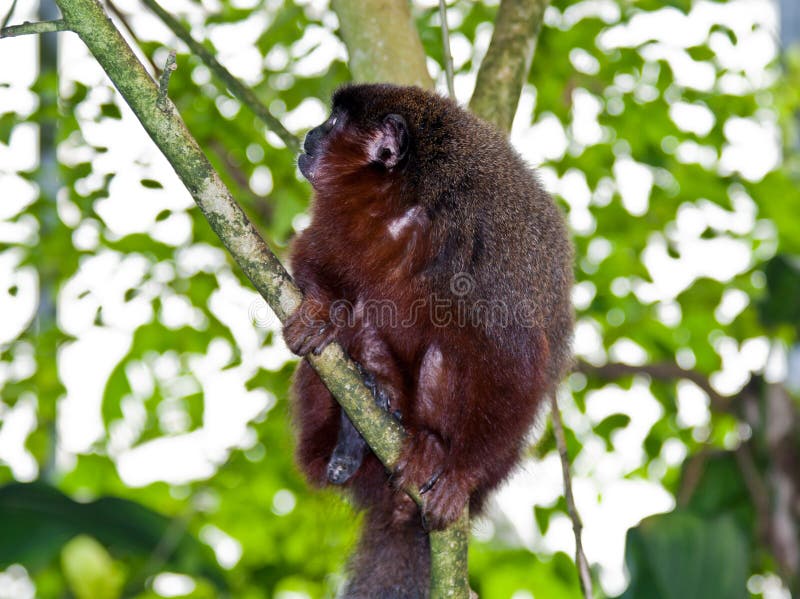 Dusky Titi Monkey stock image. Image of colored, ecuadorian - 23845473