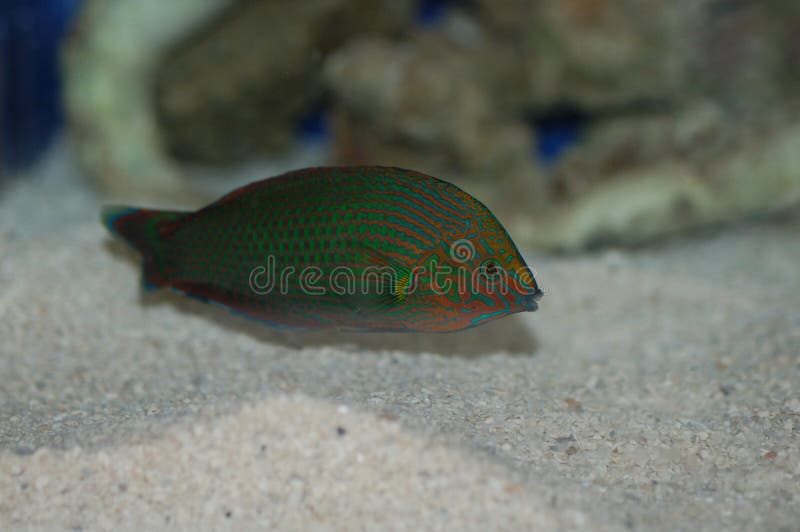 Dusky Wrasse - Halichoeres Marginatus Stock Image - Image of dive ...
