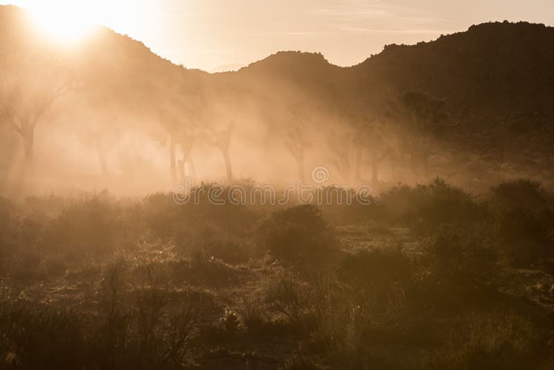 Dust Clouds the Air during Sunset at Joshua Tree Stock Photo - Image of ...