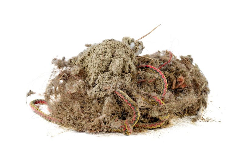 Dust and Debris from the Container of the Vacuum Cleaner Isolated on a ...