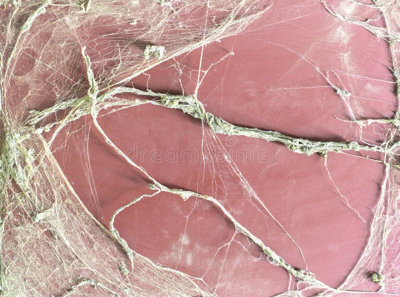 Dust of Gossamer Webs with Red Background Stock Photo - Image of dust, tattoo: 331085906