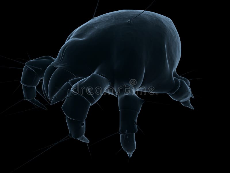 Dust Mite Stock Illustrations – 1,761 Dust Mite Stock Illustrations ...