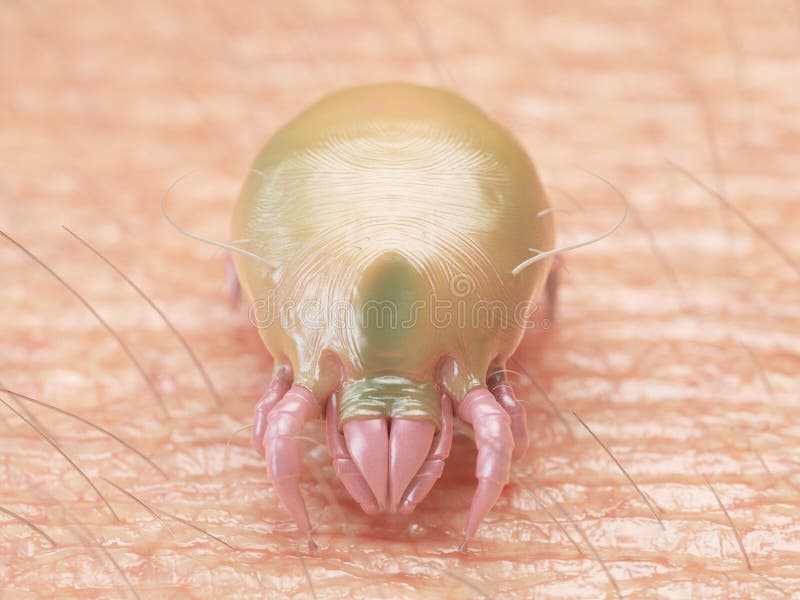 Dust Parasite Stock Illustrations – 1,099 Dust Parasite Stock ...