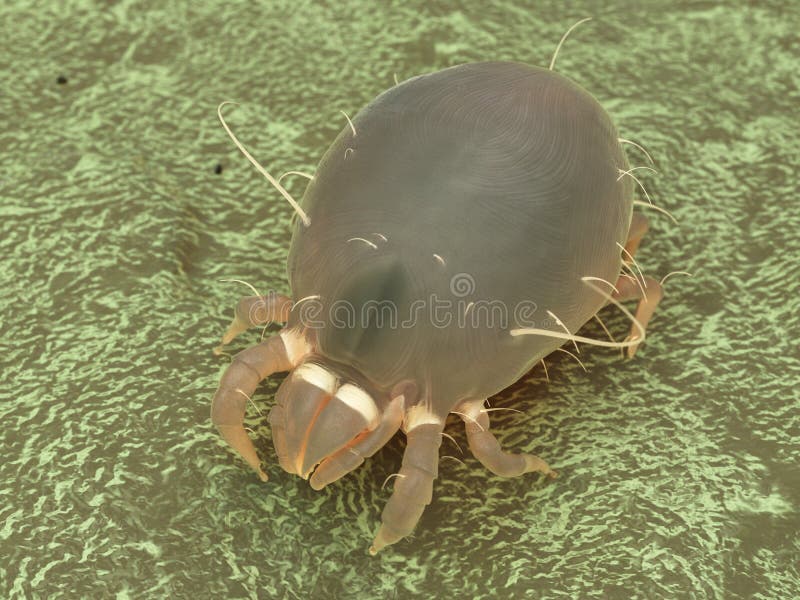 A dust mite stock illustration. Illustration of biology - 146235309