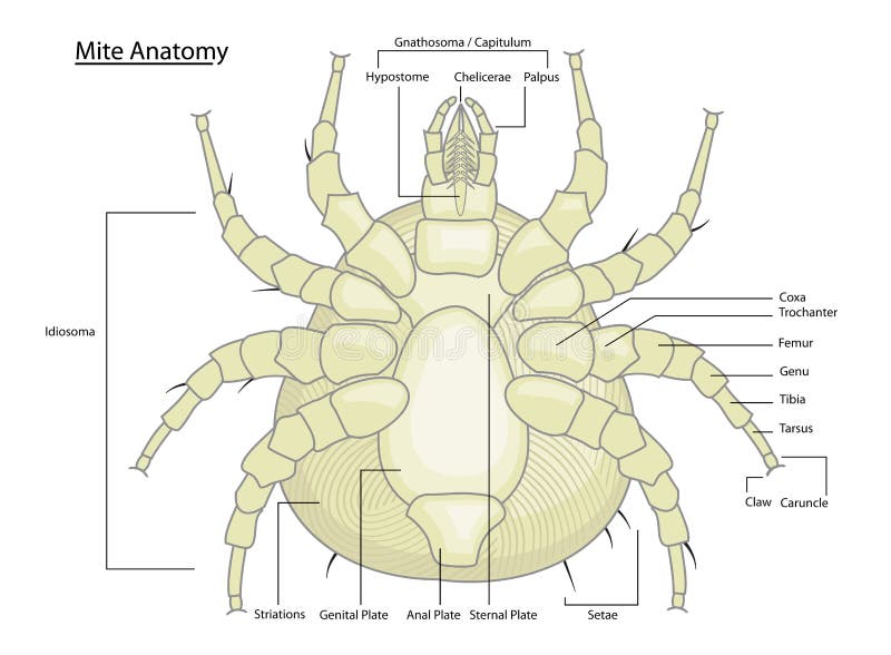 Dust Mite or Tick Anatomy with Labels Stock Vector - Illustration of ...
