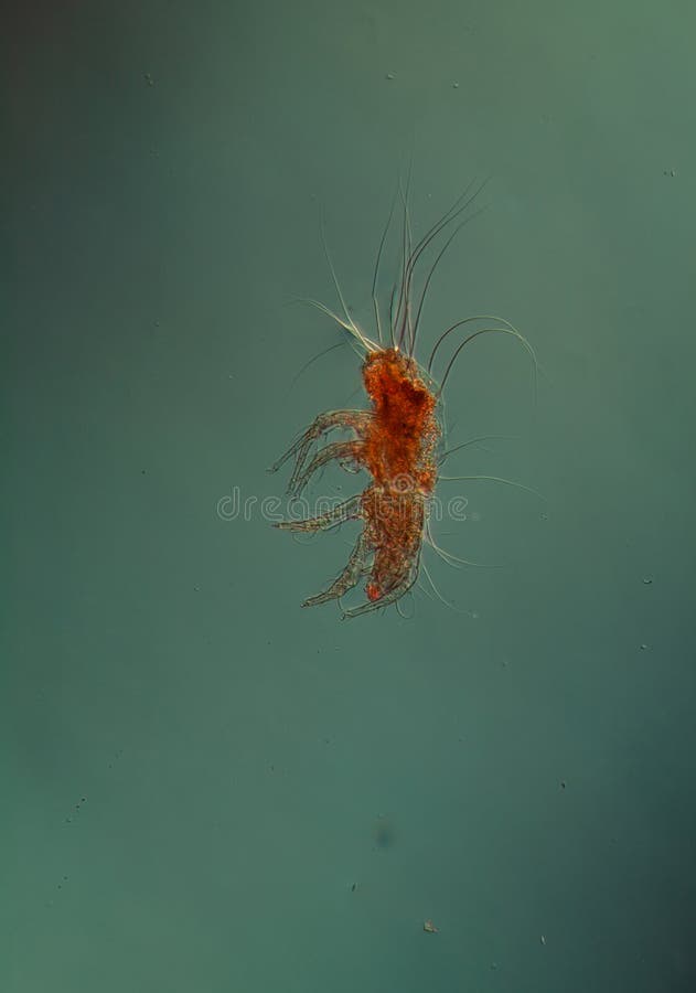 Dust Mites Under Microscope Stock Photos - Free & Royalty-Free Stock ...