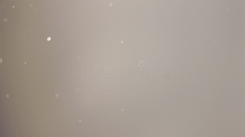 Dust Particles Powder Effect Background. Blurred Dust is Slowly Flying ...