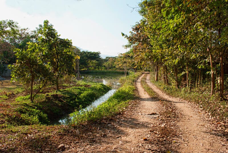Dust road to the forest stock image. Image of season - 48587575