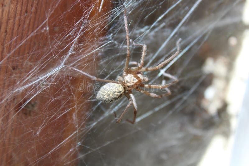 Dust spider in the garden stock photo. Image of insects - 228359662