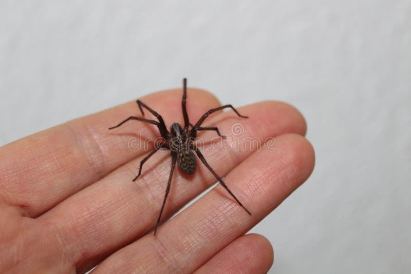 Dust spider on a hand stock photo. Image of macro, arachnophobia ...