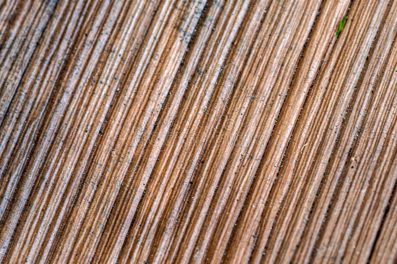 Dust and the Textured Surface of Areca Leaf Sheaths Stock Image - Image ...