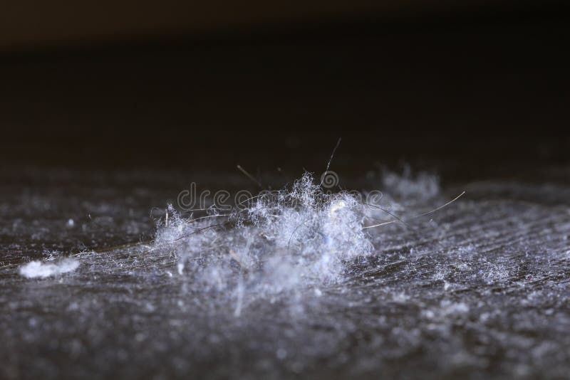 Dust on the wooden floor stock photo. Image of cleanup - 209506552