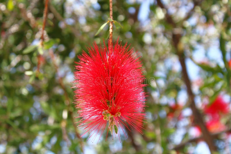 Duster flower stock photo. Image of botanical, unisual - 68883422