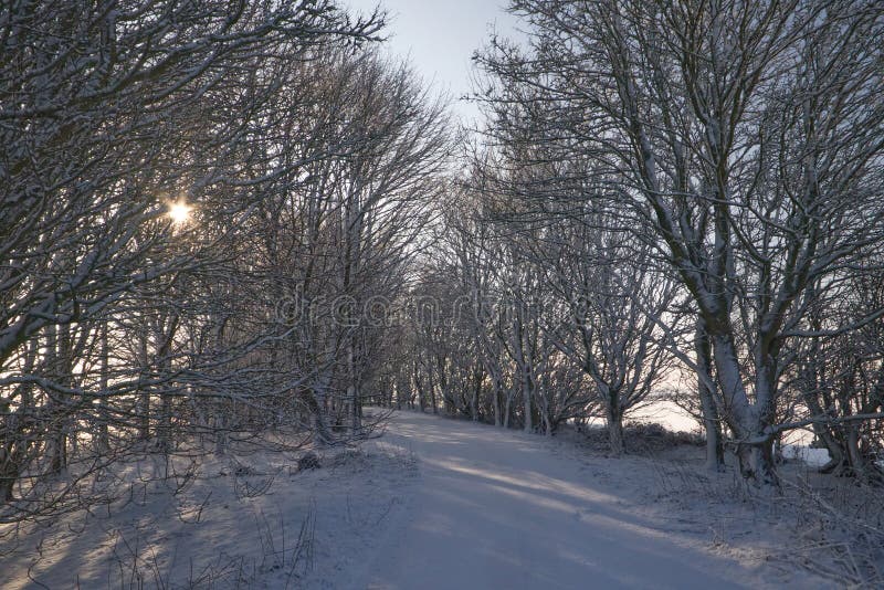 Dusting of Snow on the Lane through the Trees Stock Image - Image of ...