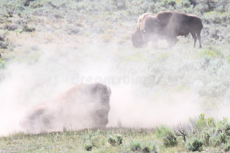 Yawning Wild Male Mallard Duck on Shore Stock Photo - Image of male ...