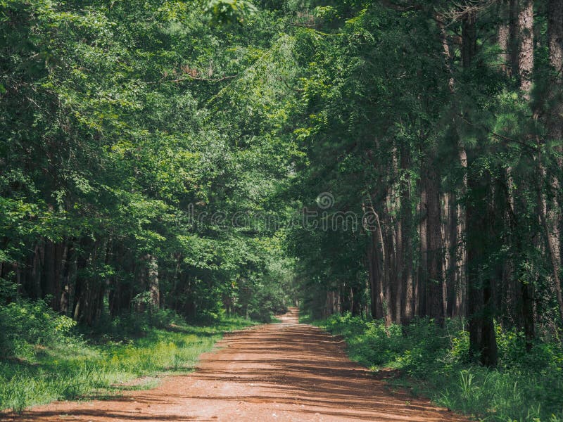 Dusty Dirt Road Winding through a Lush Forest of Trees Stock Photo ...
