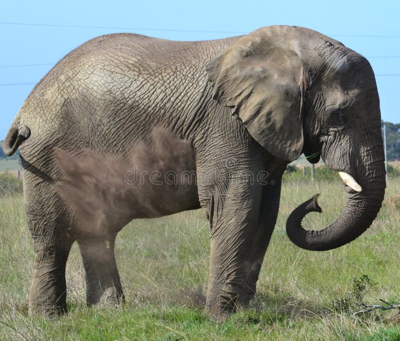 Dusty Elephant stock photo. Image of dust, trunk, ivory - 25593076