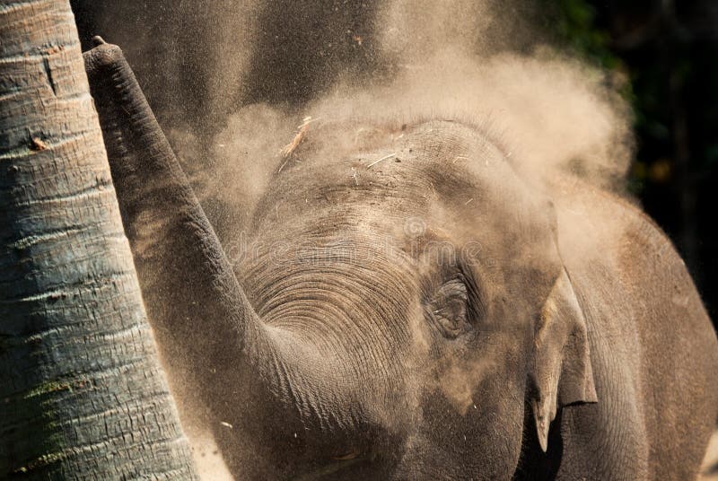 Dusty elephant stock image. Image of grey, elephant, dangerous - 51859135