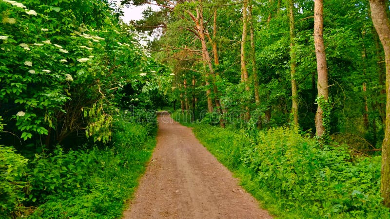 Dusty Forest Road with Trees on the Right Side and Bushes on the Left ...