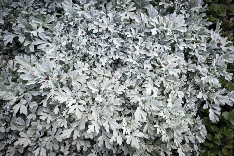 Dusty Miller (Jacobaea Maritima), Also Known As Silver Dust Plants ...