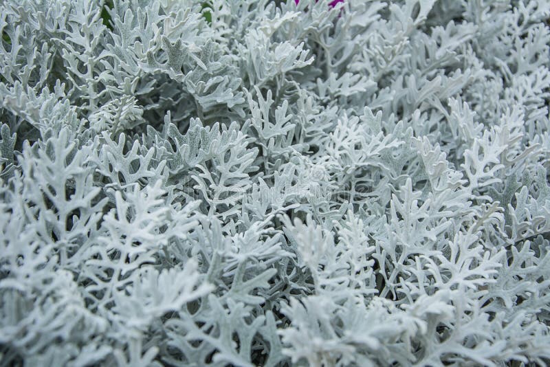 Dusty Miller leaves. stock image. Image of garden, macro - 39358637