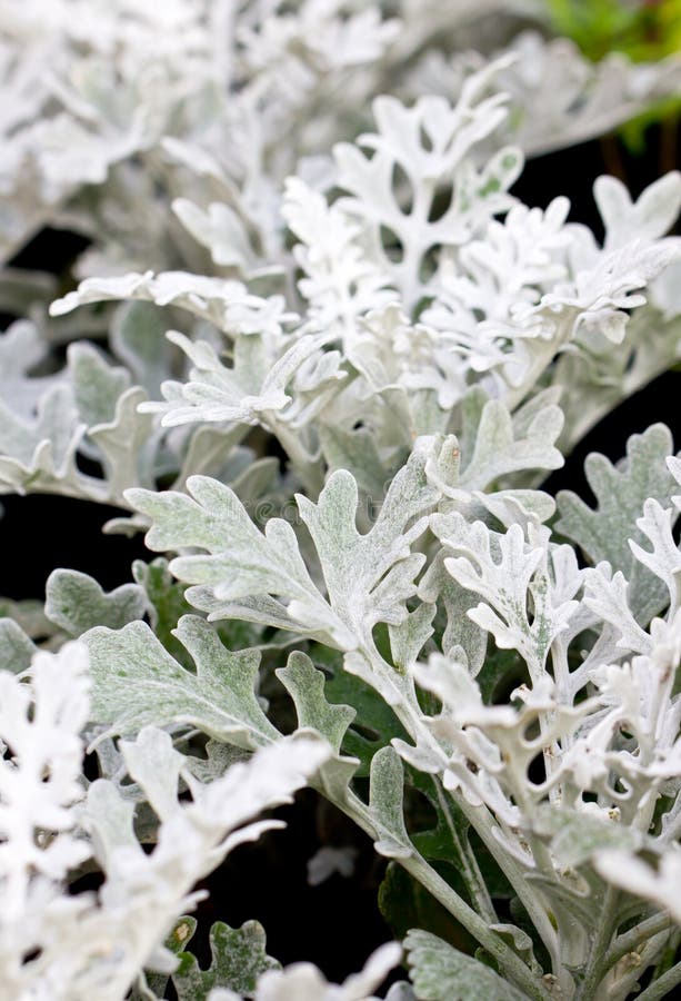 Dusty Miller ( Senecio Cineraria ) Flowers. Asteraceae Perennial Plants ...