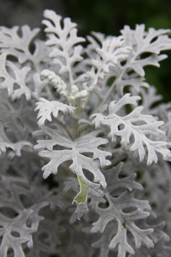 Dusty Miller Plant (Senecio Cineraria) Stock Photo - Image of white ...