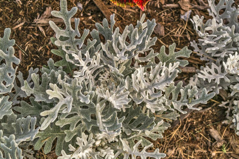 Dusty Miller Plants stock image. Image of nature, plants - 85884191
