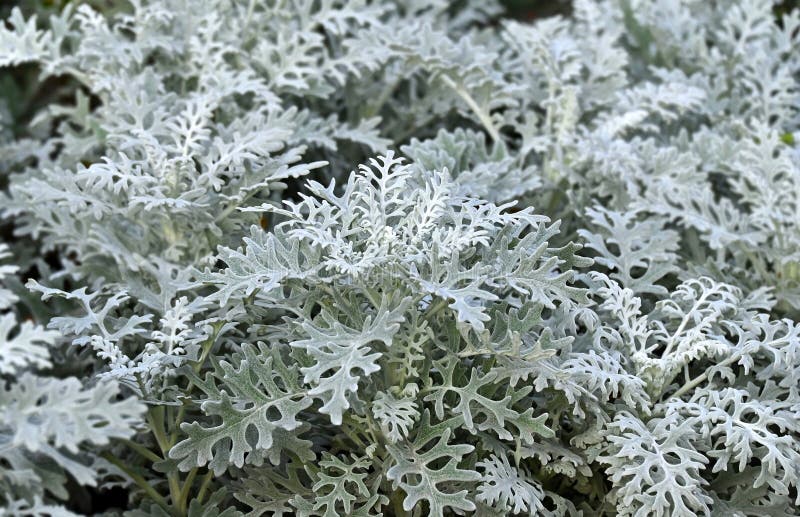 Dusty miller (Silver dust stock photo. Image of silver - 317166360