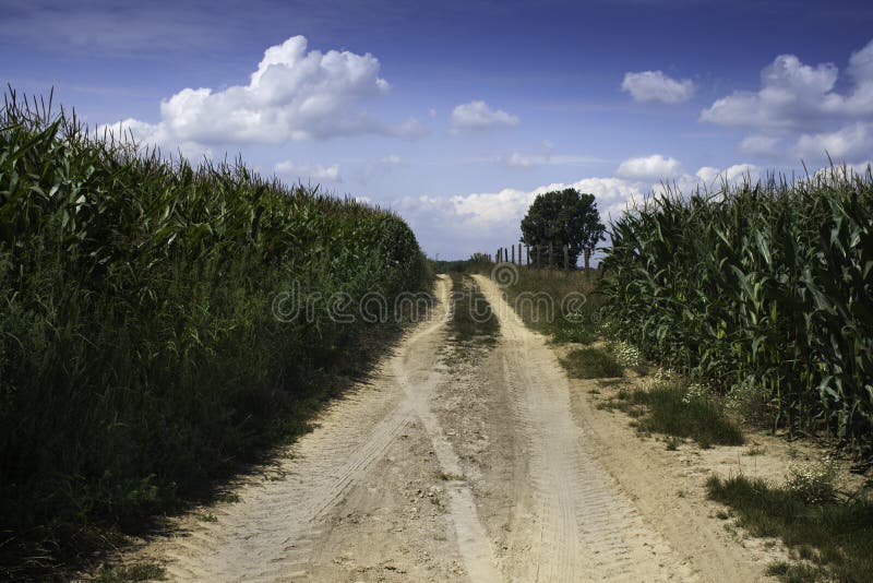 Path through Corn Field stock image. Image of blue, crop - 16869799